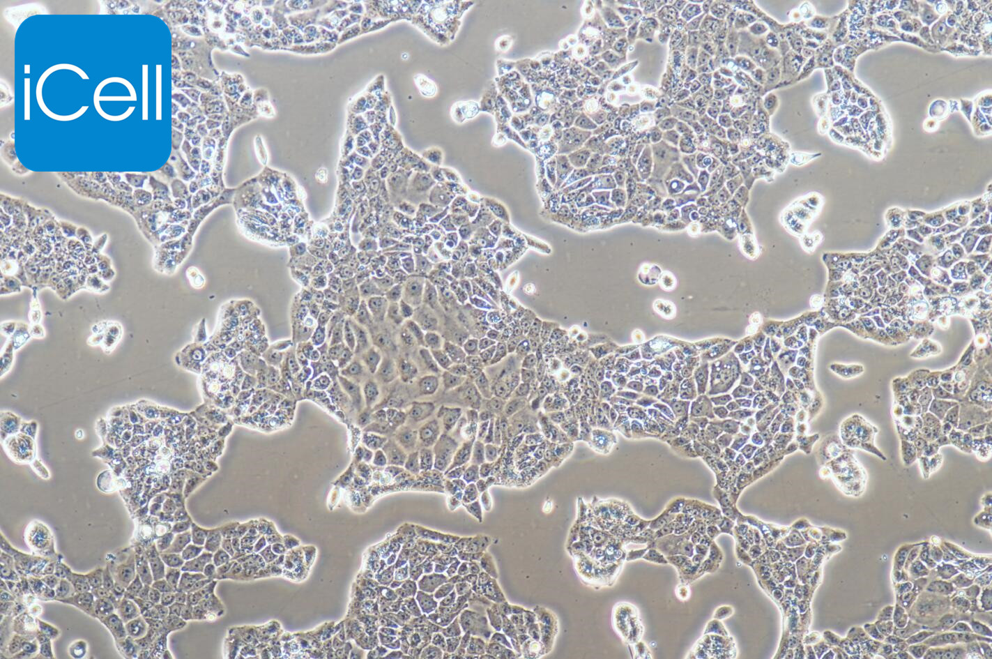 PANC10.05 人胰腺癌细胞-原代细胞-STR细胞-细胞培养基-赛百慷生物