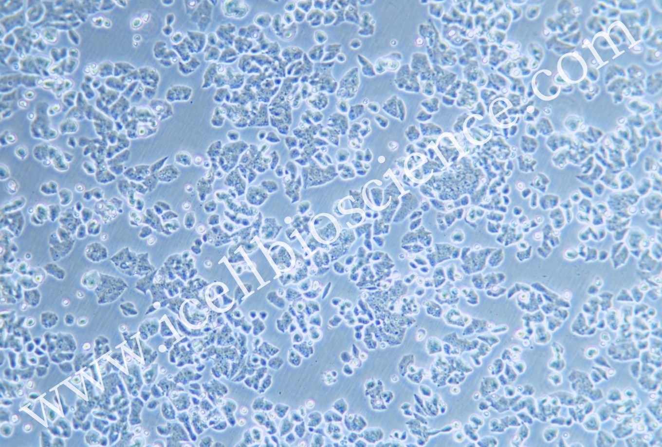 NCI-H1048 人小细胞肺癌细胞-原代细胞-STR细胞-细胞培养基-镜像绮点生物