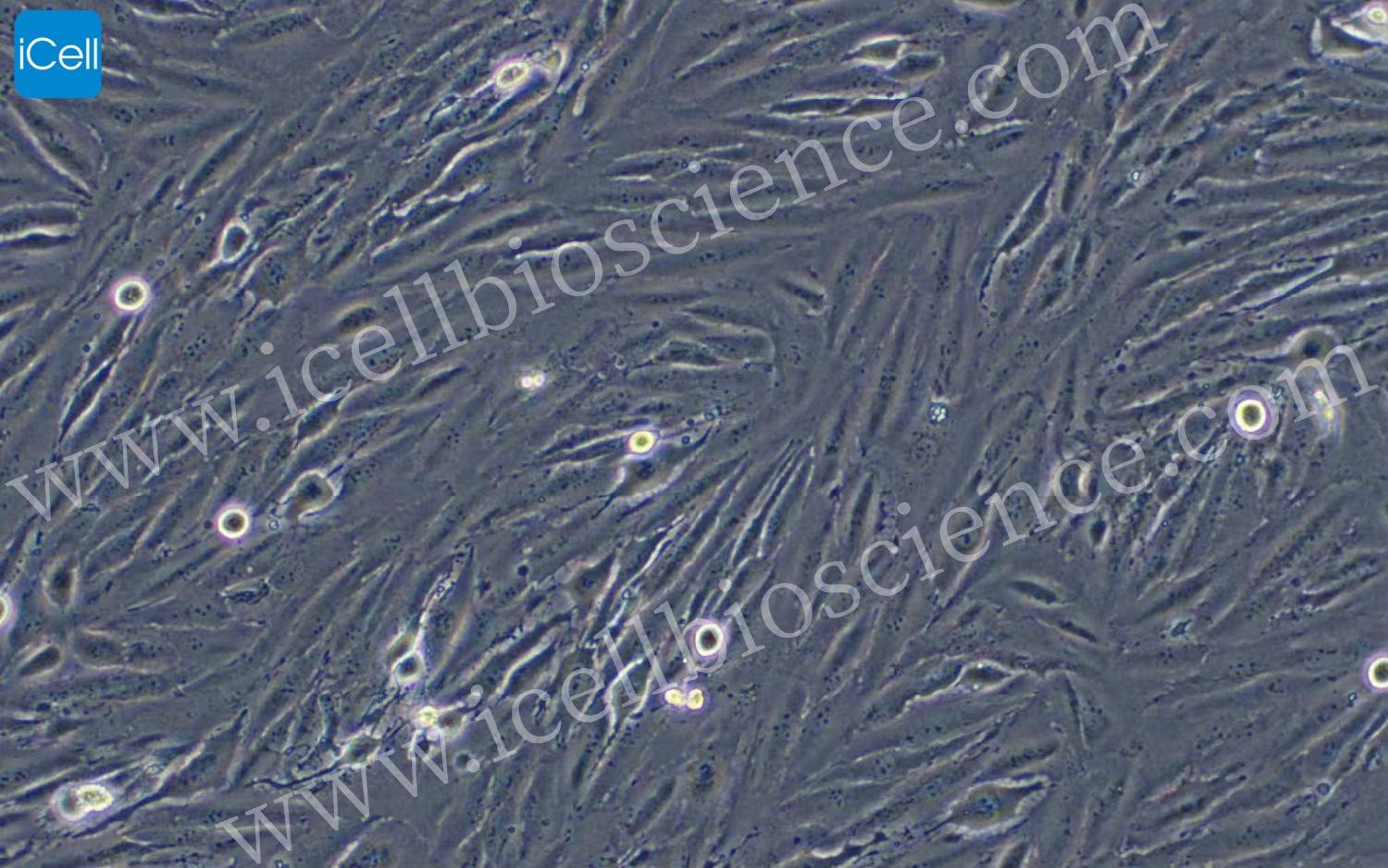 NCI-H2030 人肺腺癌细胞-原代细胞-STR细胞-细胞培养基-镜像绮点生物
