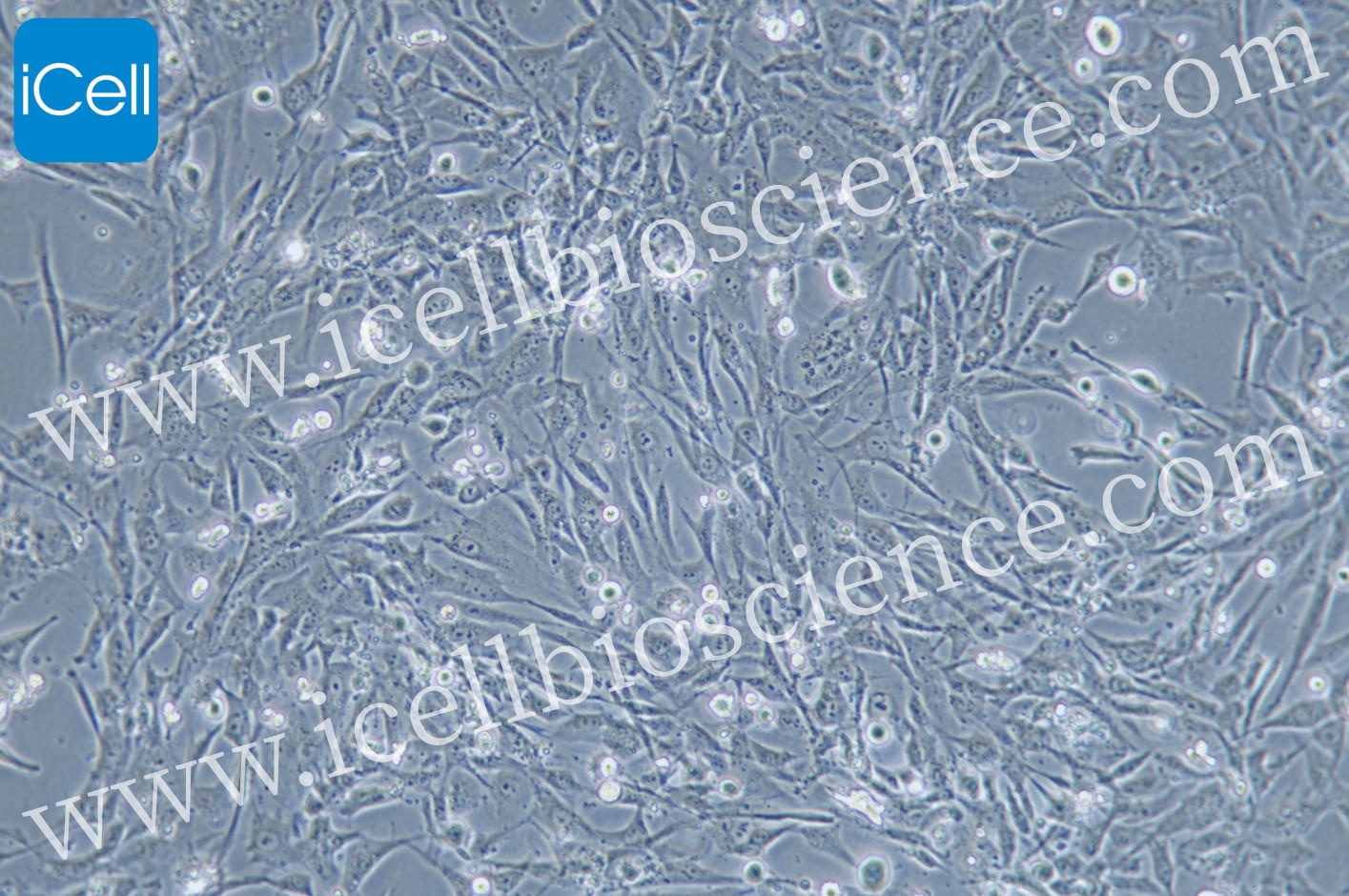 HBEC-5i 人大脑内皮细胞-原代细胞-STR细胞-细胞培养基-镜像绮点生物