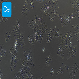 NCI-H292 人肺癌细胞(淋巴结转移)-原代细胞-STR细胞-细胞培养基-镜像绮点生物