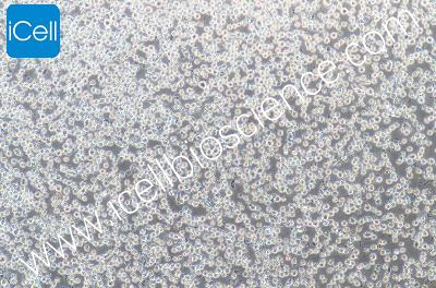 U266 人骨髓瘤细胞-原代细胞-STR细胞-细胞培养基-赛百慷生物