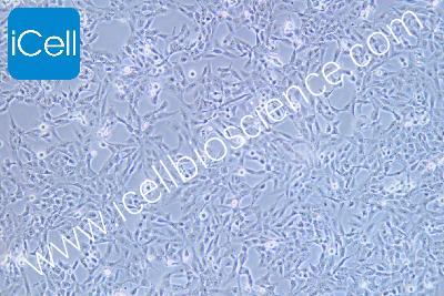 F81 猫肾细胞-原代细胞-STR细胞-细胞培养基-镜像绮点生物